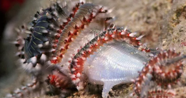 Allerta per il vermocane nei mari di Sicilia, Puglia e Calabria - Lo ...