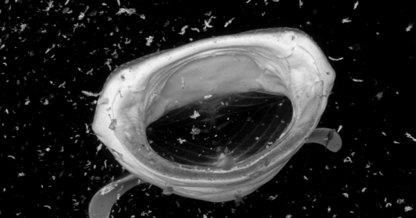 Rischia di diventare cacca di balena - Lo Zoo di 105